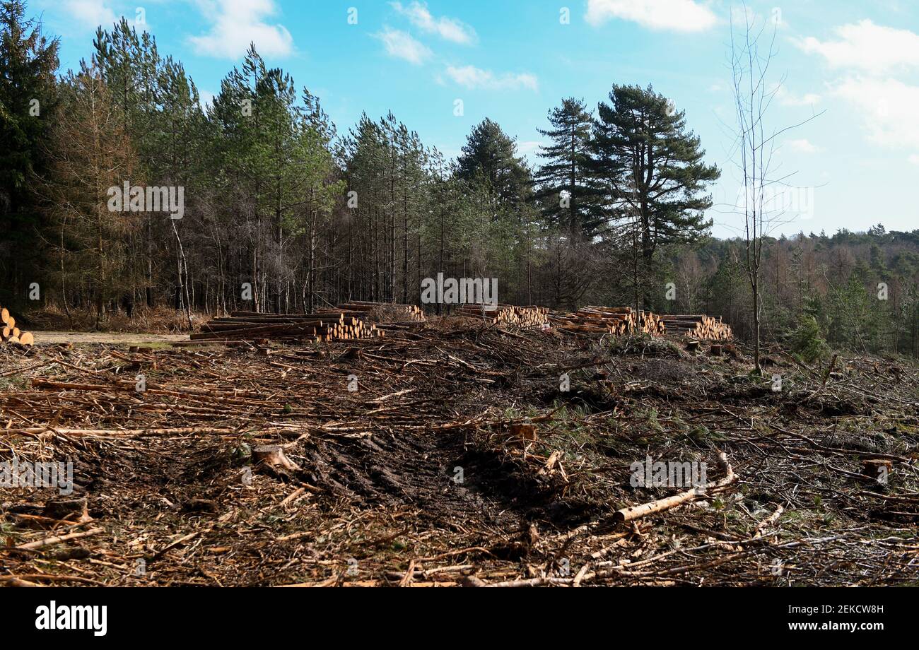 Forest clearance of conifers to restore area to native forest and ...