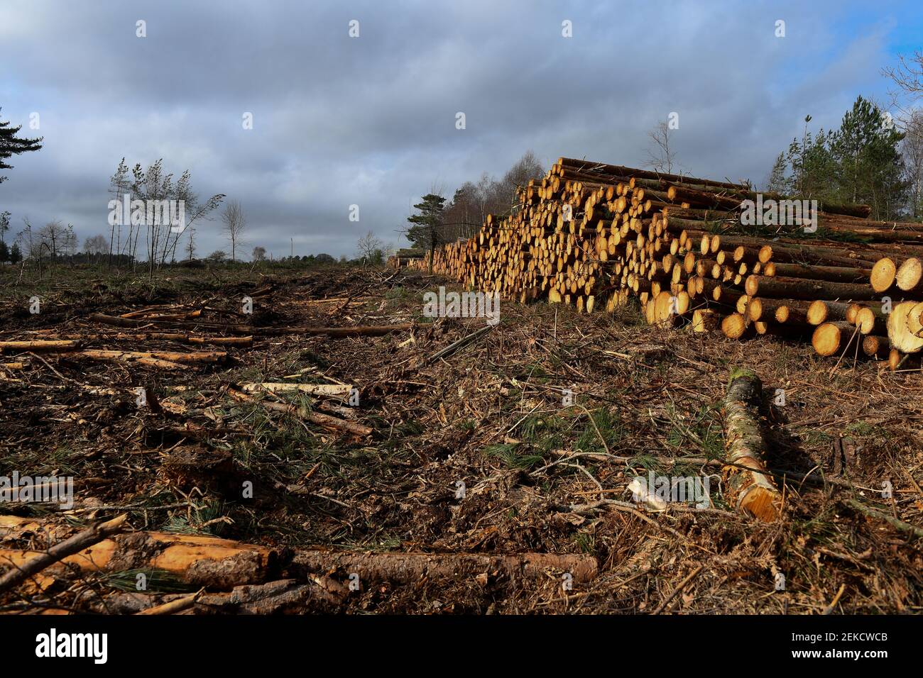 Forest clearance of conifers to restore area to native forest and ...
