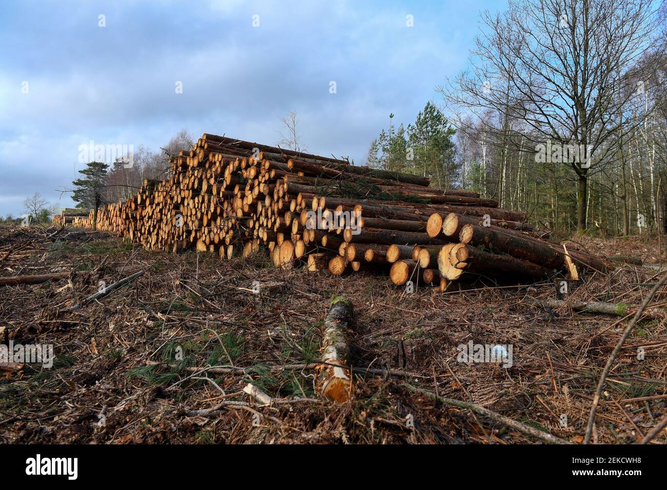 Forest clearance of conifers to restore area to native forest and ...