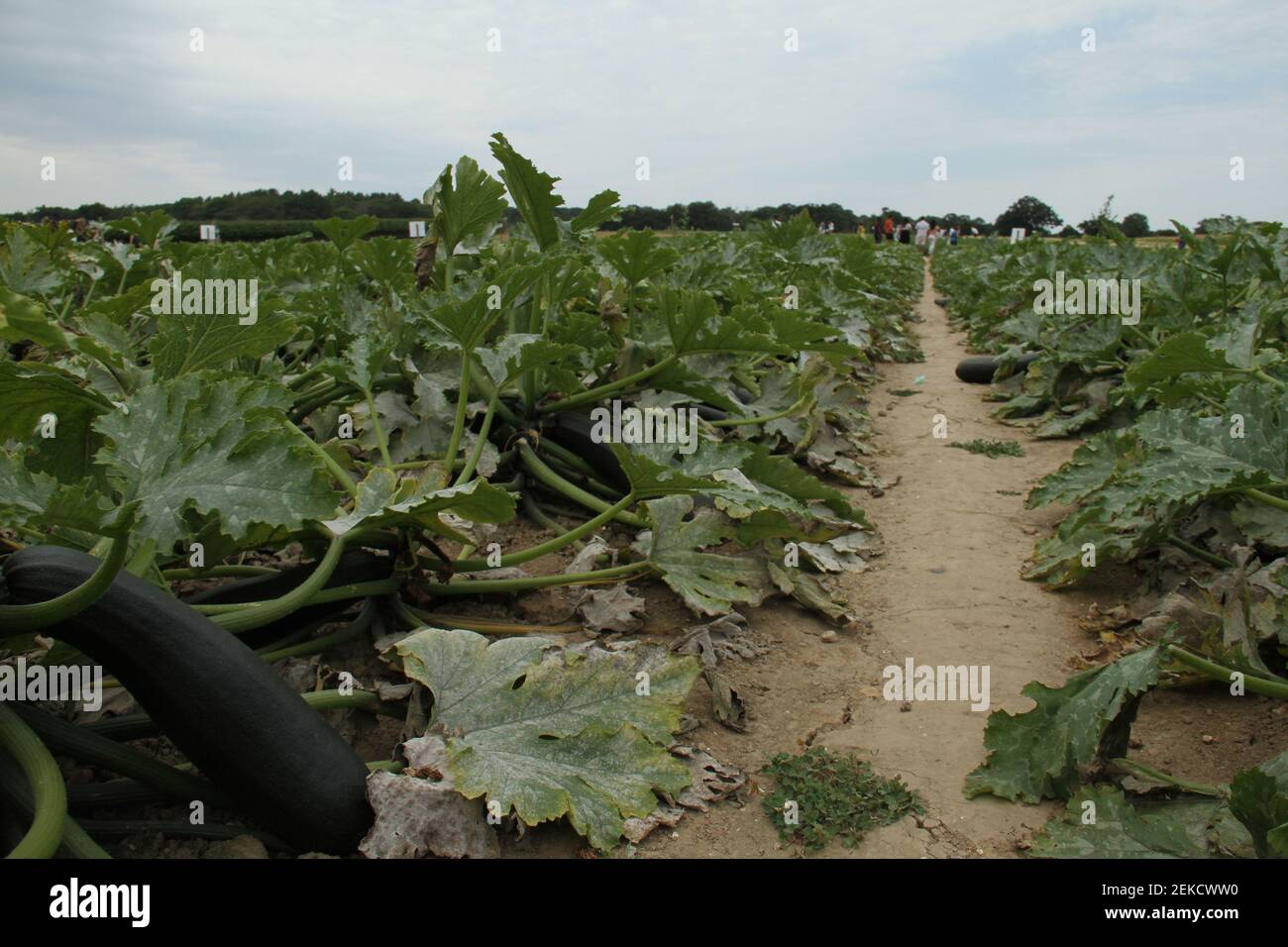 People seen at a courgette plantation at the Pick you Own farm. Pick ...