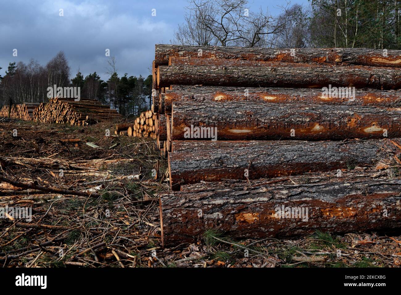 Restoring timber piles hi-res stock photography and images - Alamy