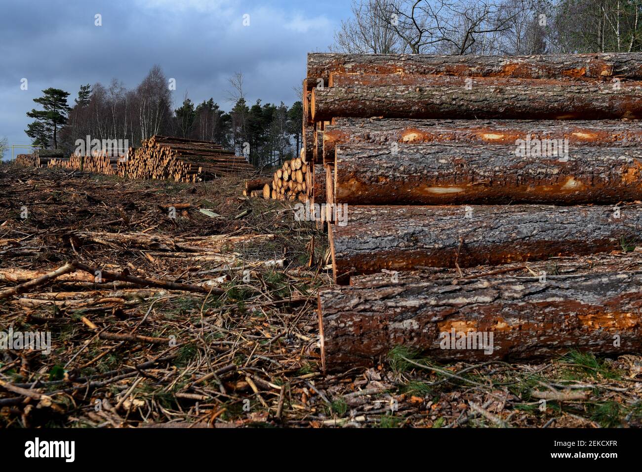 Forest clearance of conifers to restore area to native forest and ...