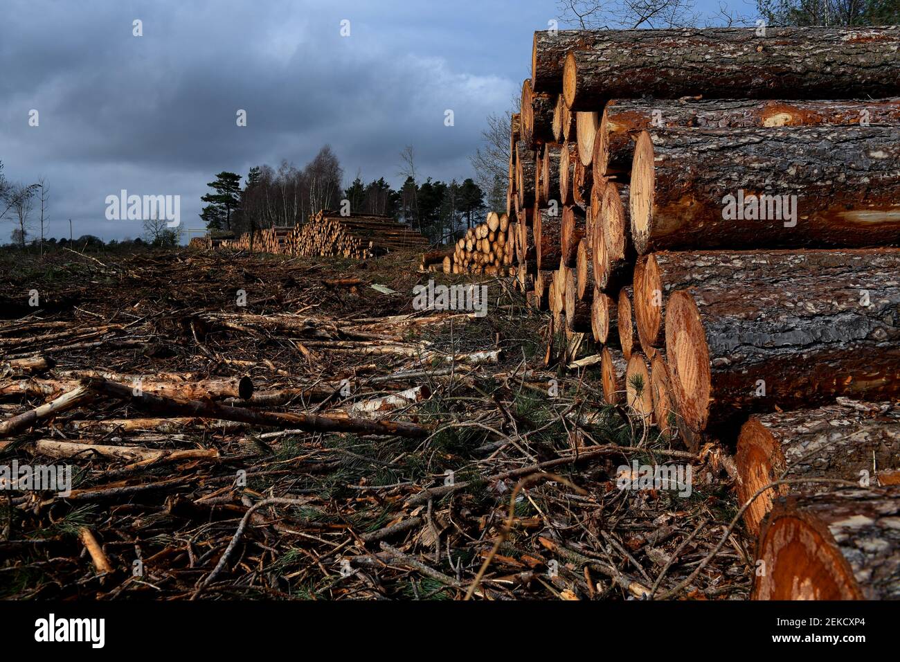 Forest clearance of conifers to restore area to native forest and ...