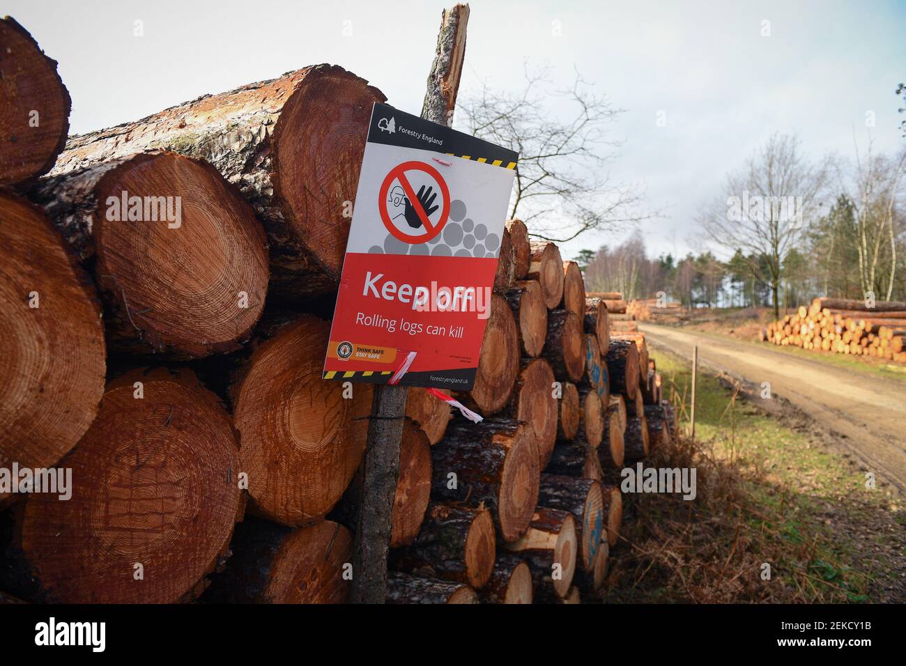 Forest clearance of conifers to restore area to native forest and ...