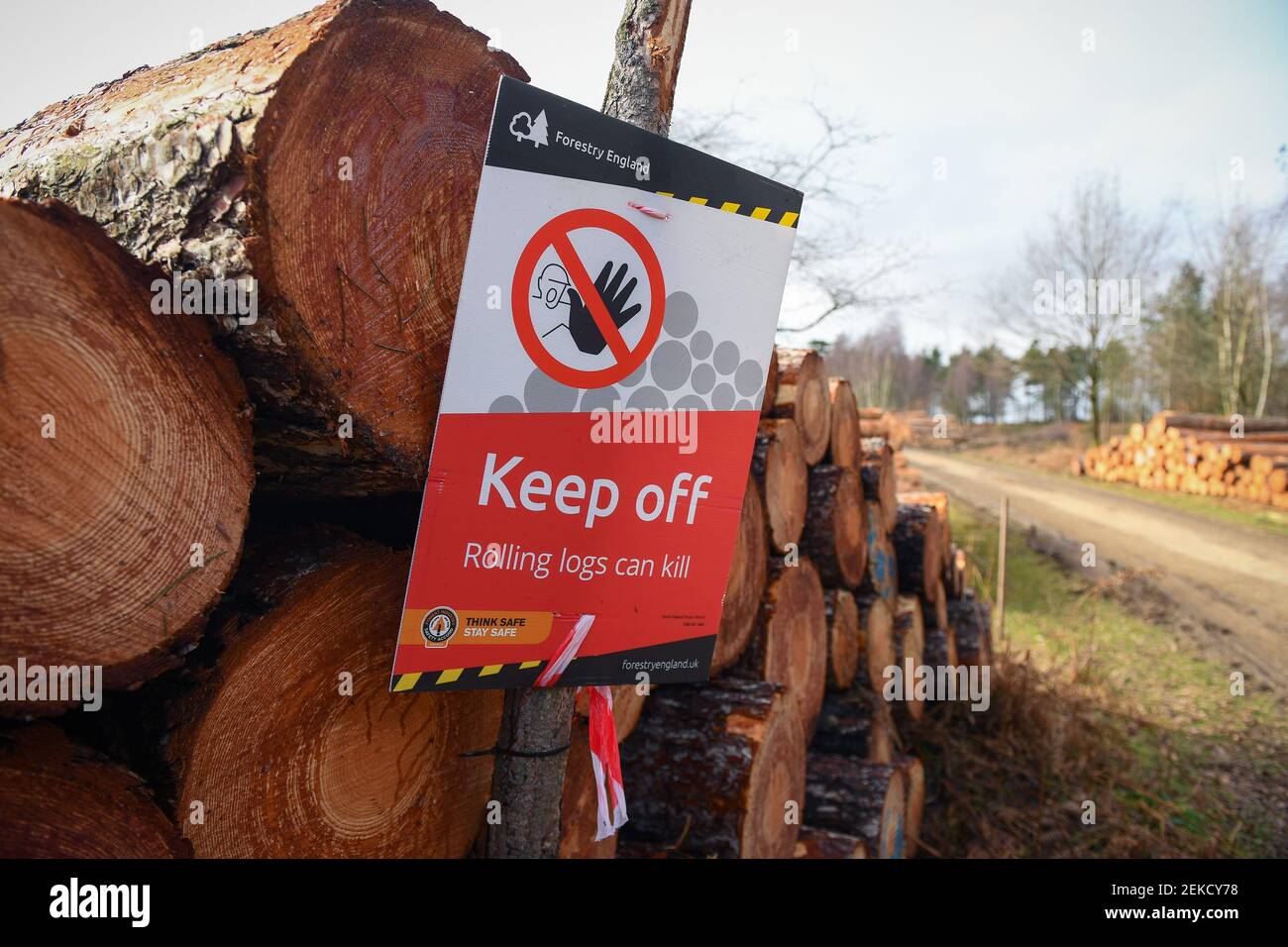 Forest clearance of conifers to restore area to native forest and ...