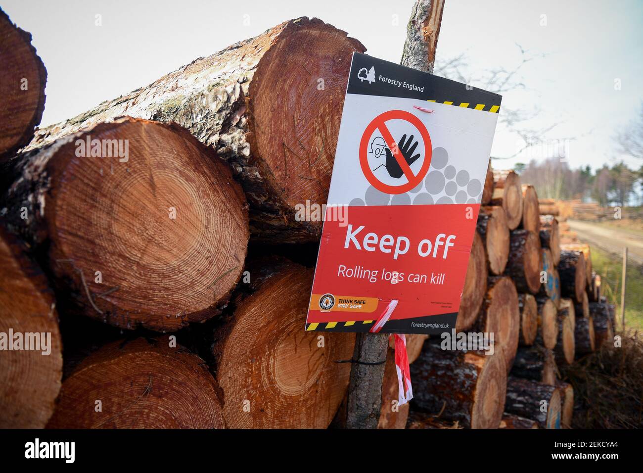 Forest clearance of conifers to restore area to native forest and ...