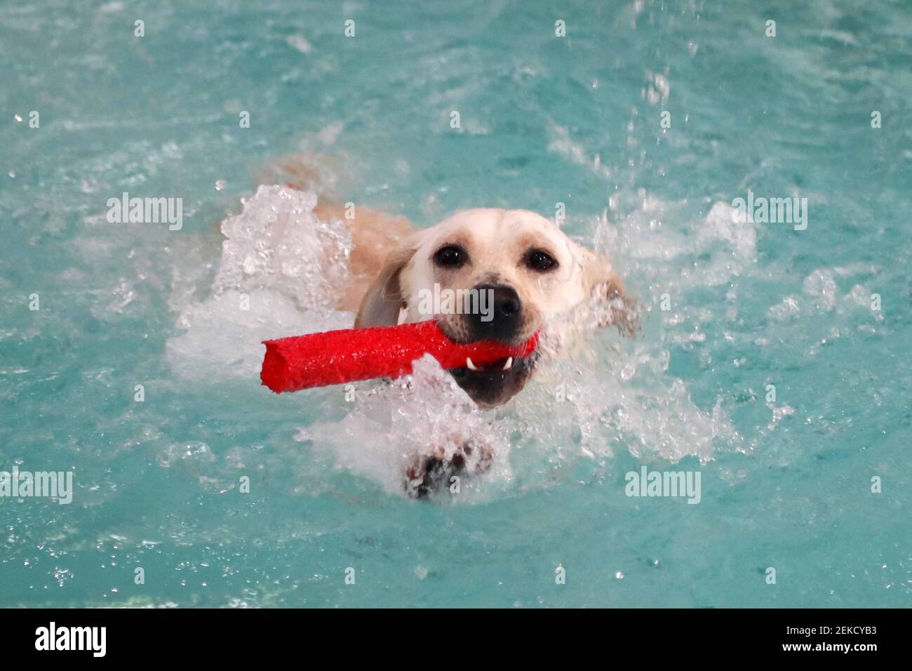 Guided by owners, dogs swim and compete against each other in a ... Guided by owners, dogs swim and compete against each other in a ...