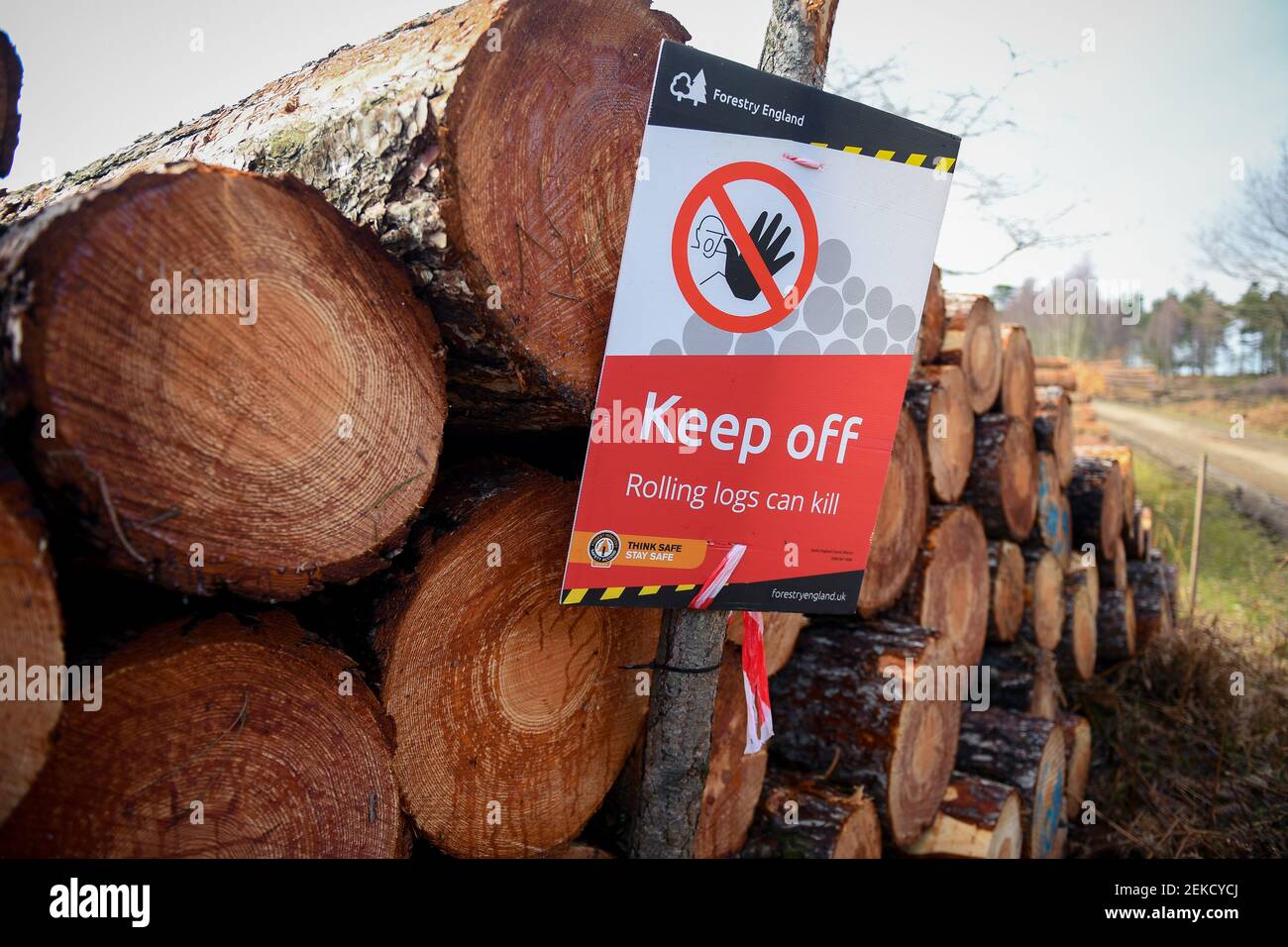 Forest clearance of conifers to restore area to native forest and ...