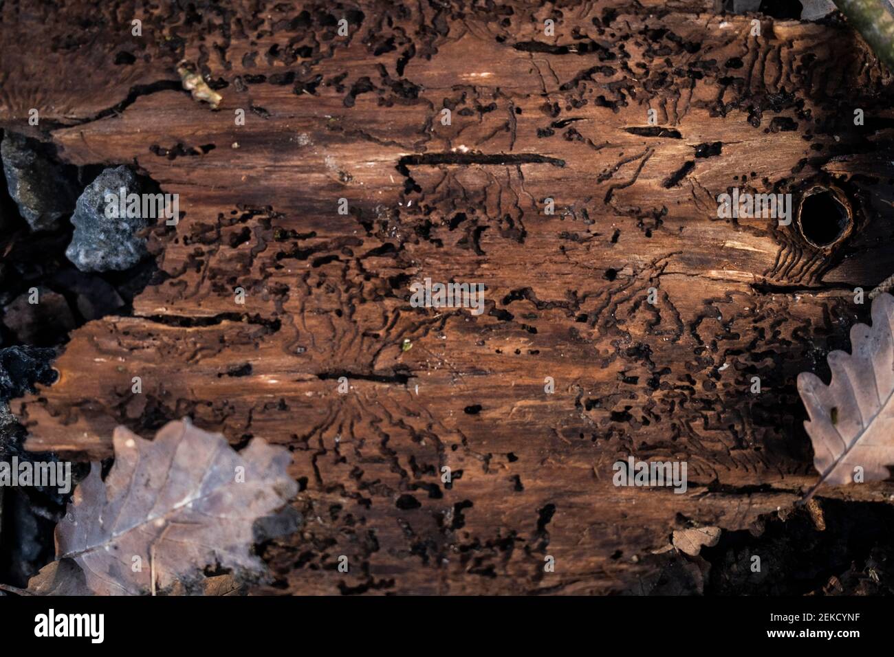 Forest dieback in Germany Stock Photo - Alamy