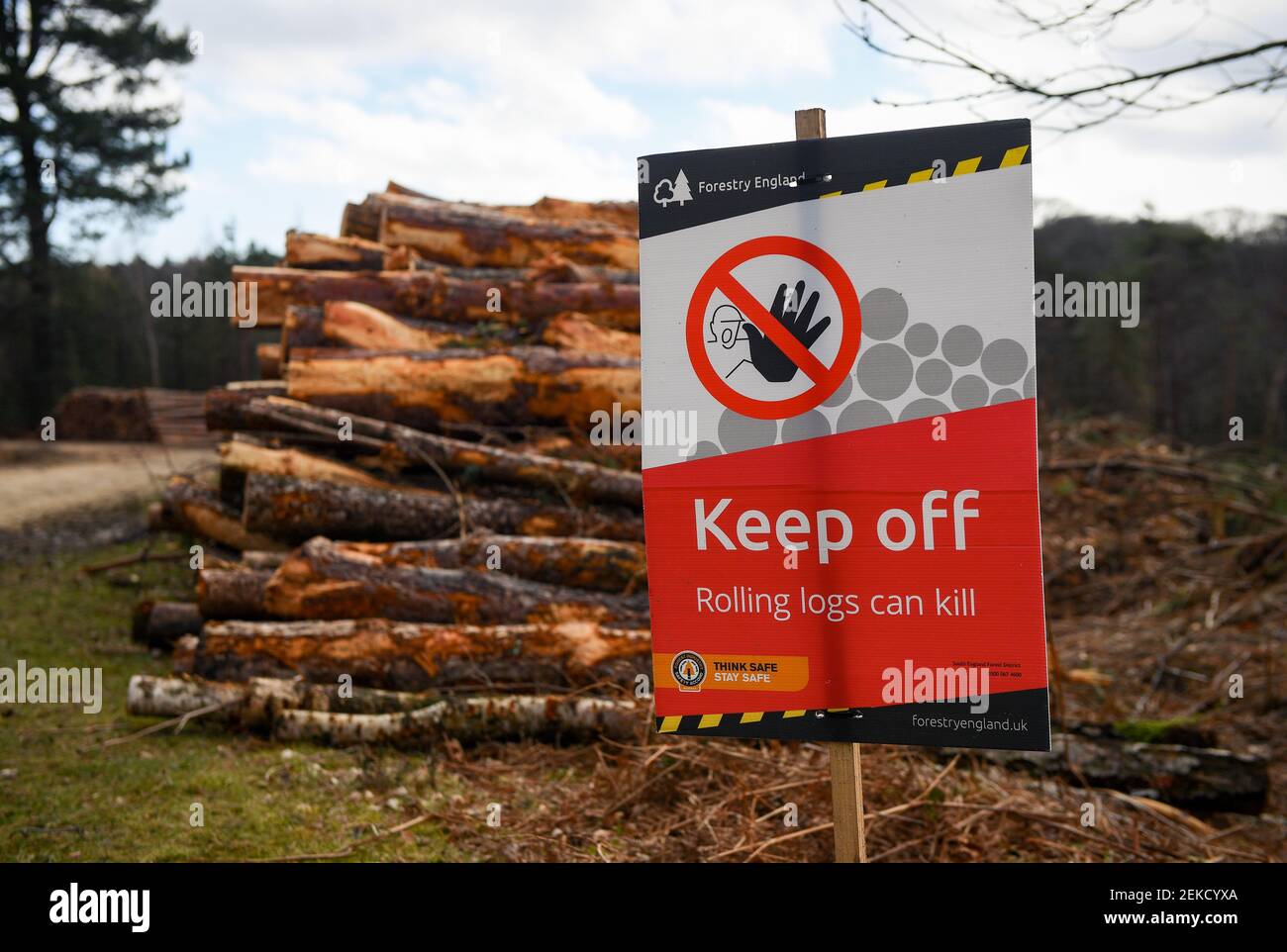 Forest clearance of conifers to restore area to native forest and ...