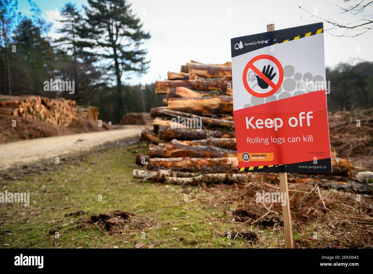 Forest clearance of conifers to restore area to native forest and ...