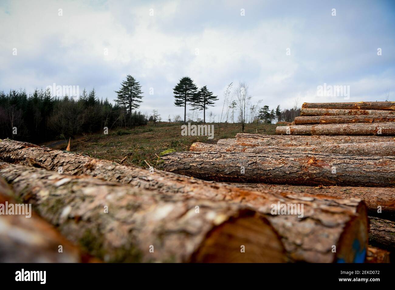 Forest clearance of conifers to restore area to native forest and ...