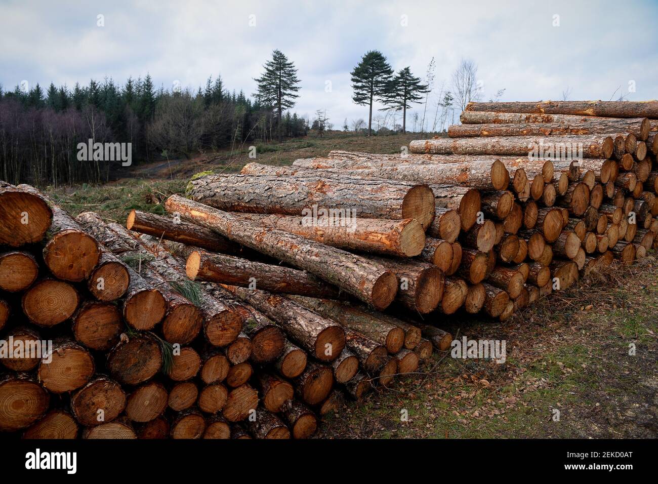 Forest clearance of conifers to restore area to native forest and ...