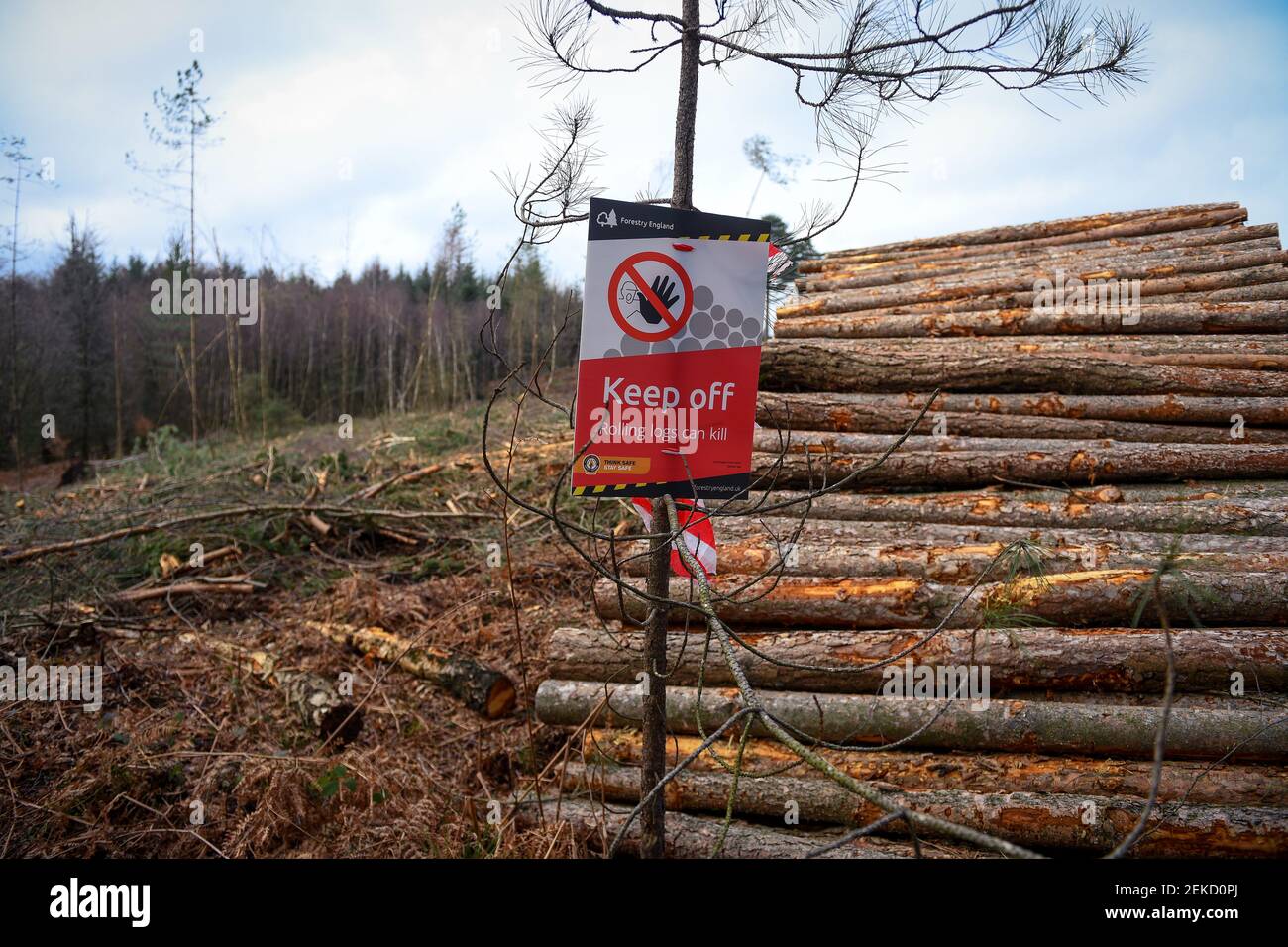 Forest clearance of conifers to restore area to native forest and ...
