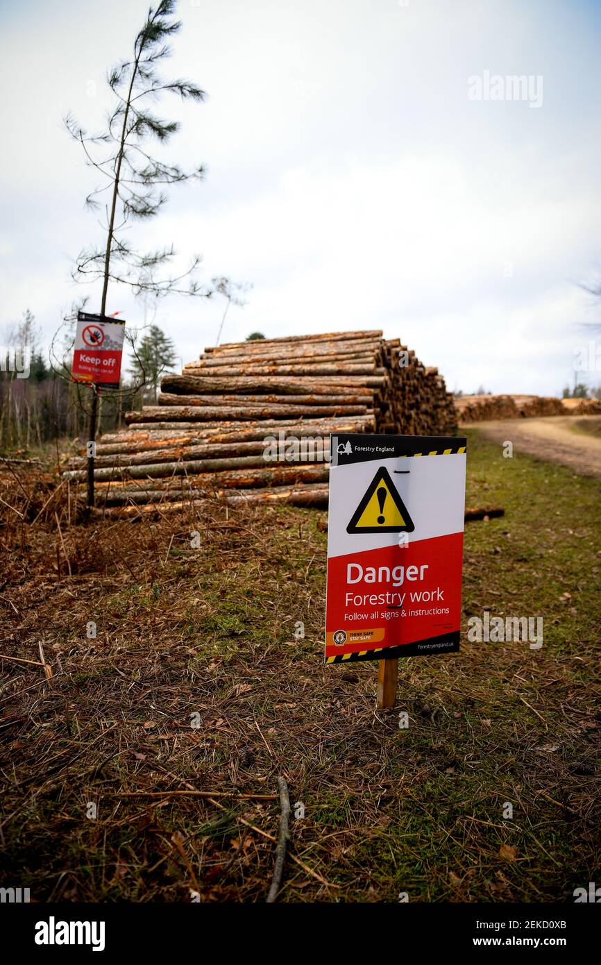 Forest clearance of conifers to restore area to native forest and ...