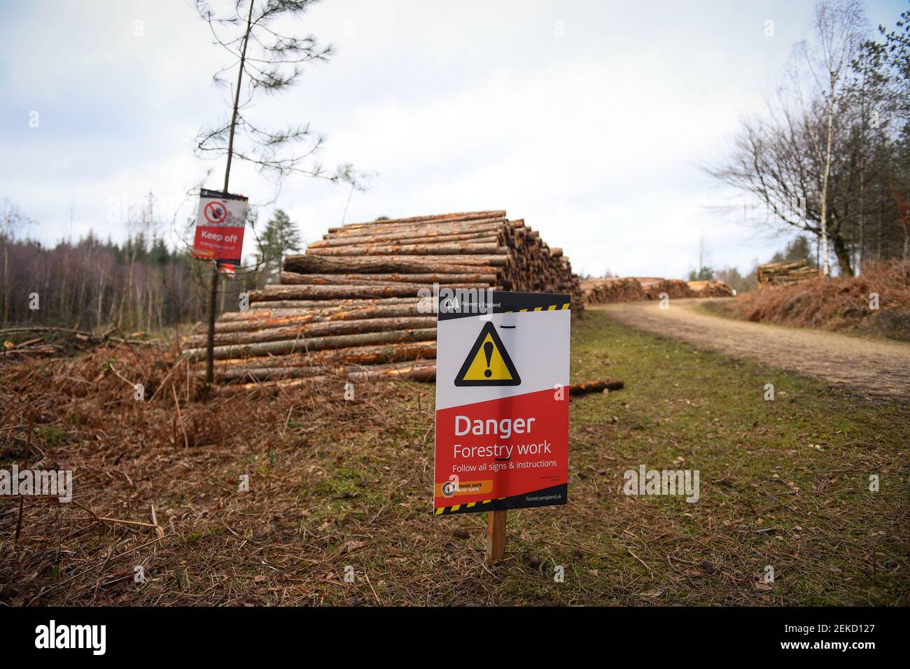 Forest clearance of conifers to restore area to native forest and ...