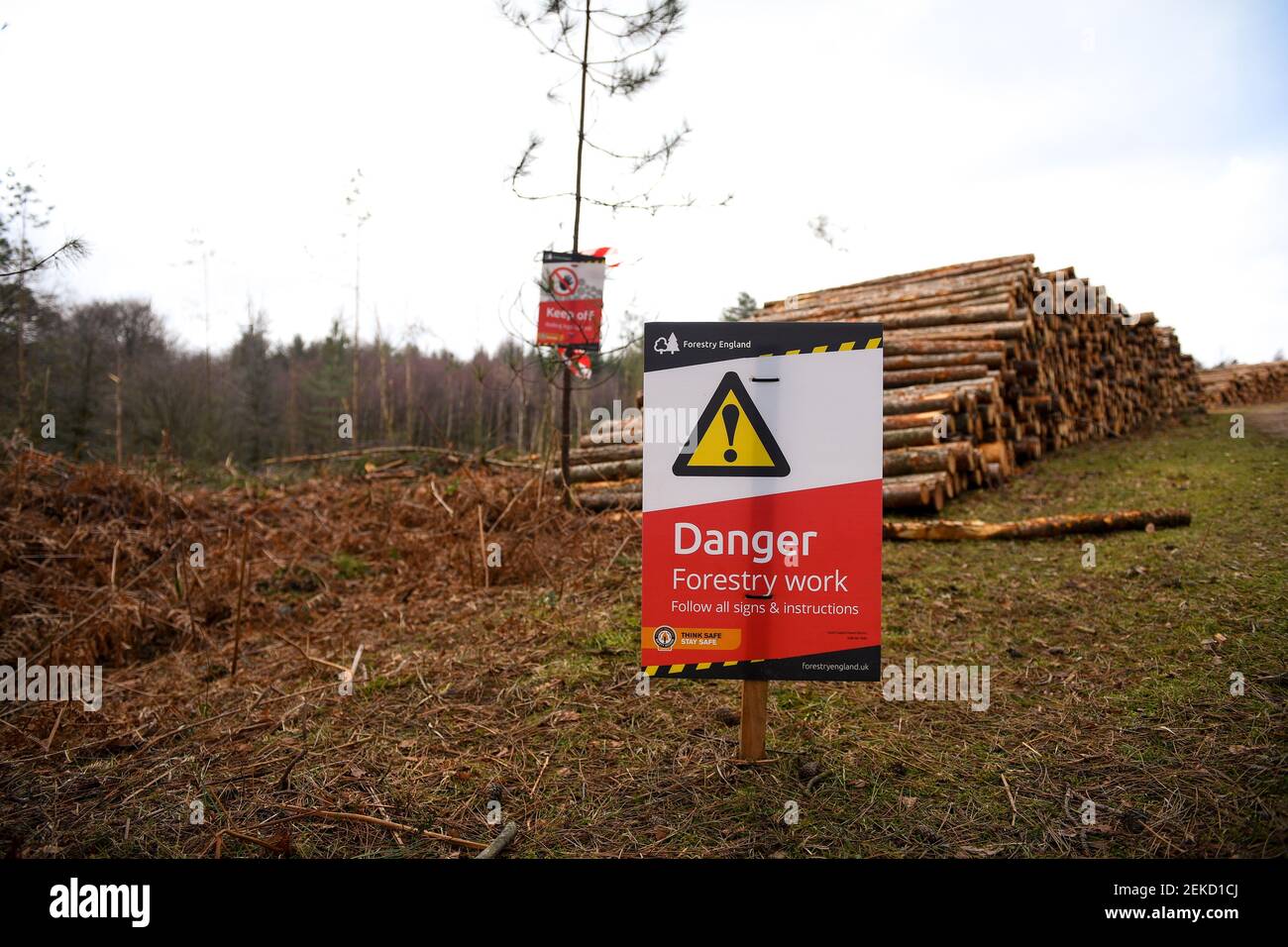 Forest clearance of conifers to restore area to native forest and ...