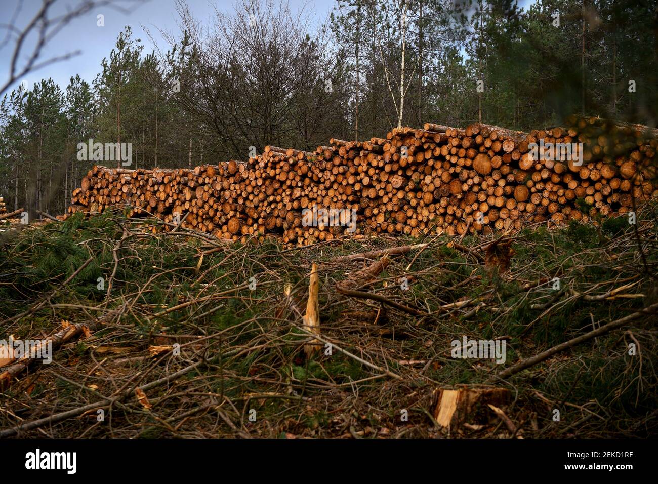 Forest clearance of conifers to restore area to native forest and ...