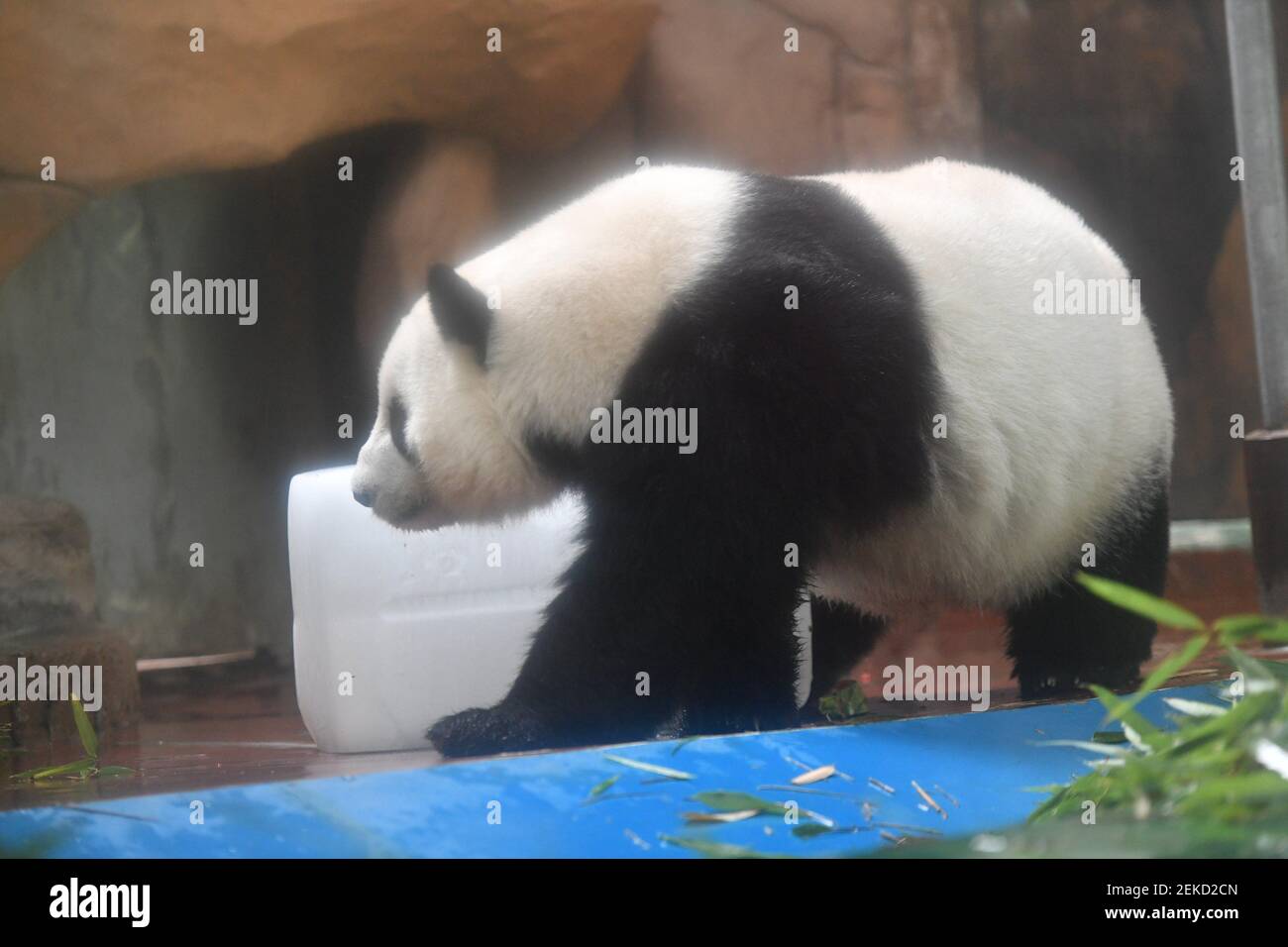 Large bulk of ice cubes are prepared for giant pandas to cool off ...