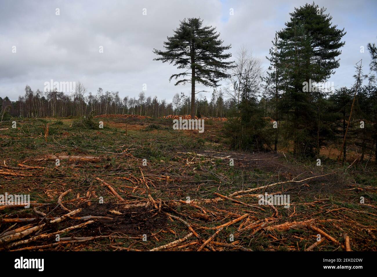 Forest clearance of conifers to restore area to native forest and ...