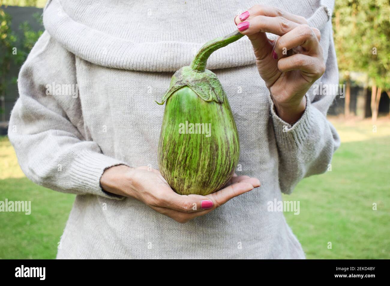 Female holding big green brinjal or eggplant or aubergine Indian Asian ...