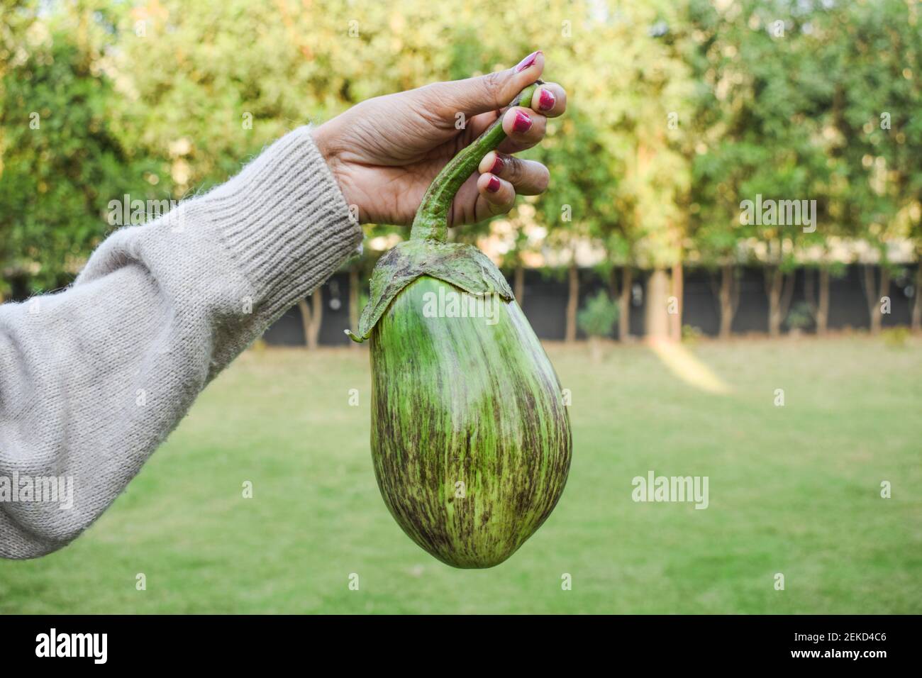 Female holding big green brinjal or eggplant or aubergine Indian Asian ...