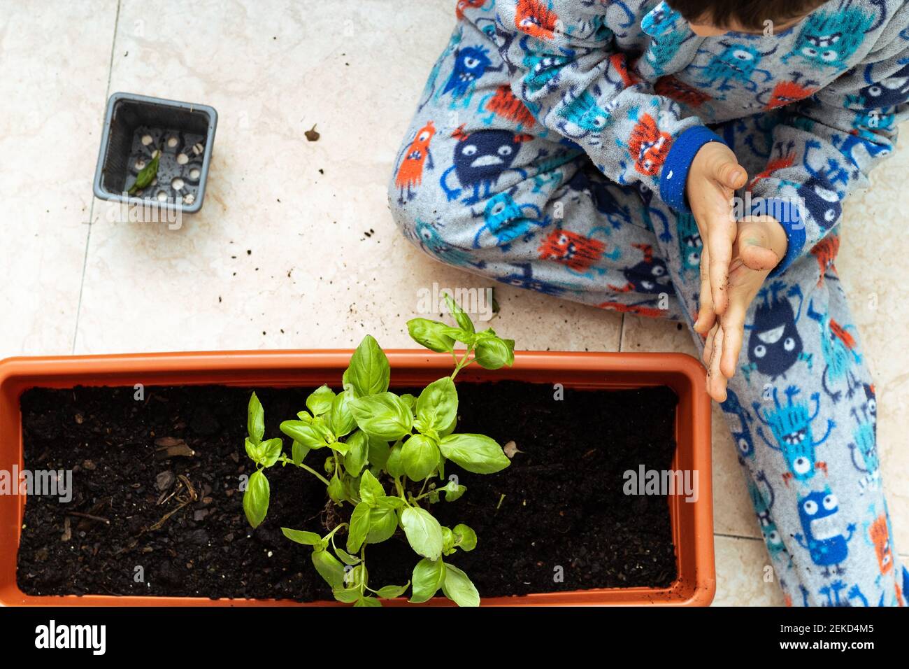 Boy planting plant in a pot at home Stock Photo - Alamy