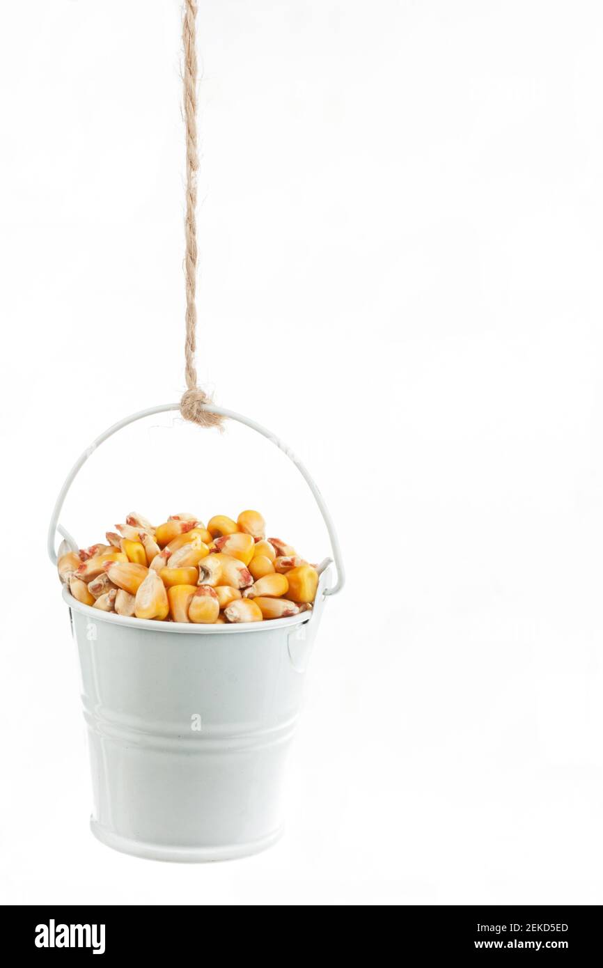 A full bucket of corn grains hanging from a rope. White background ...