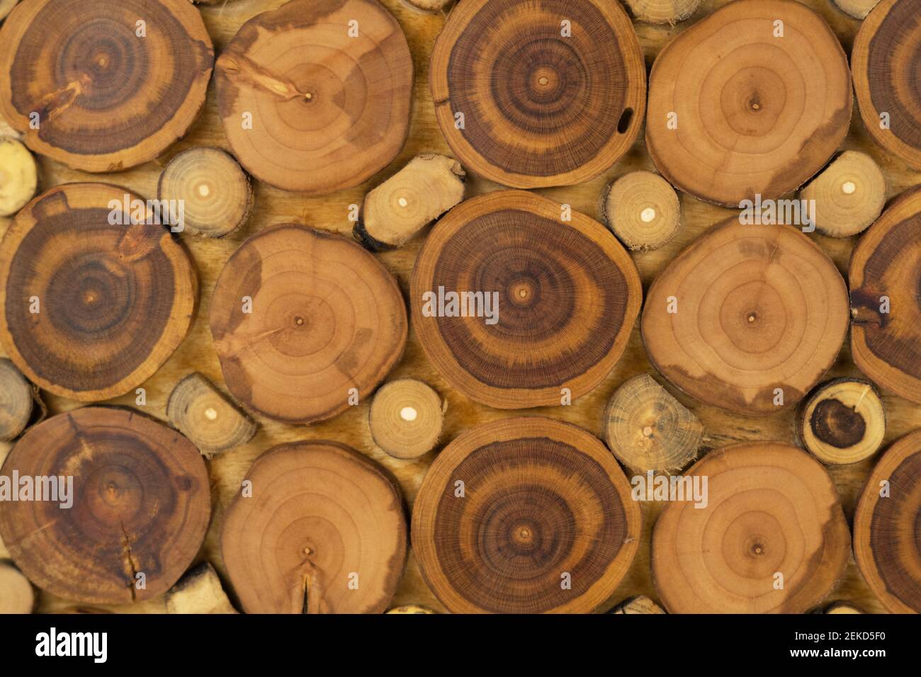 Tree trunk top hi-res stock photography and images - Alamy