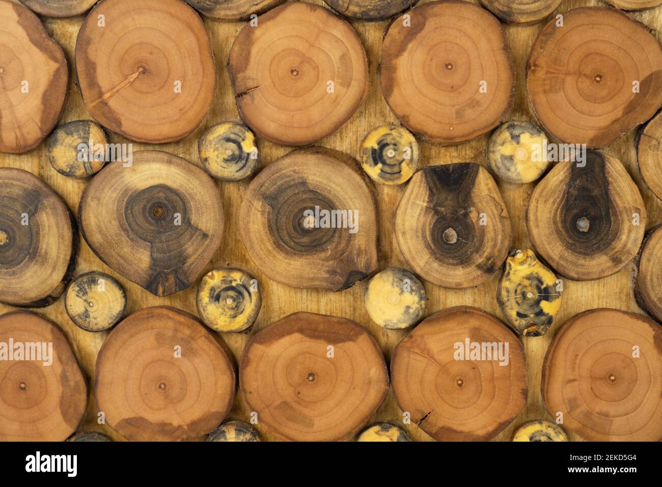 Tree trunk top hi-res stock photography and images - Alamy