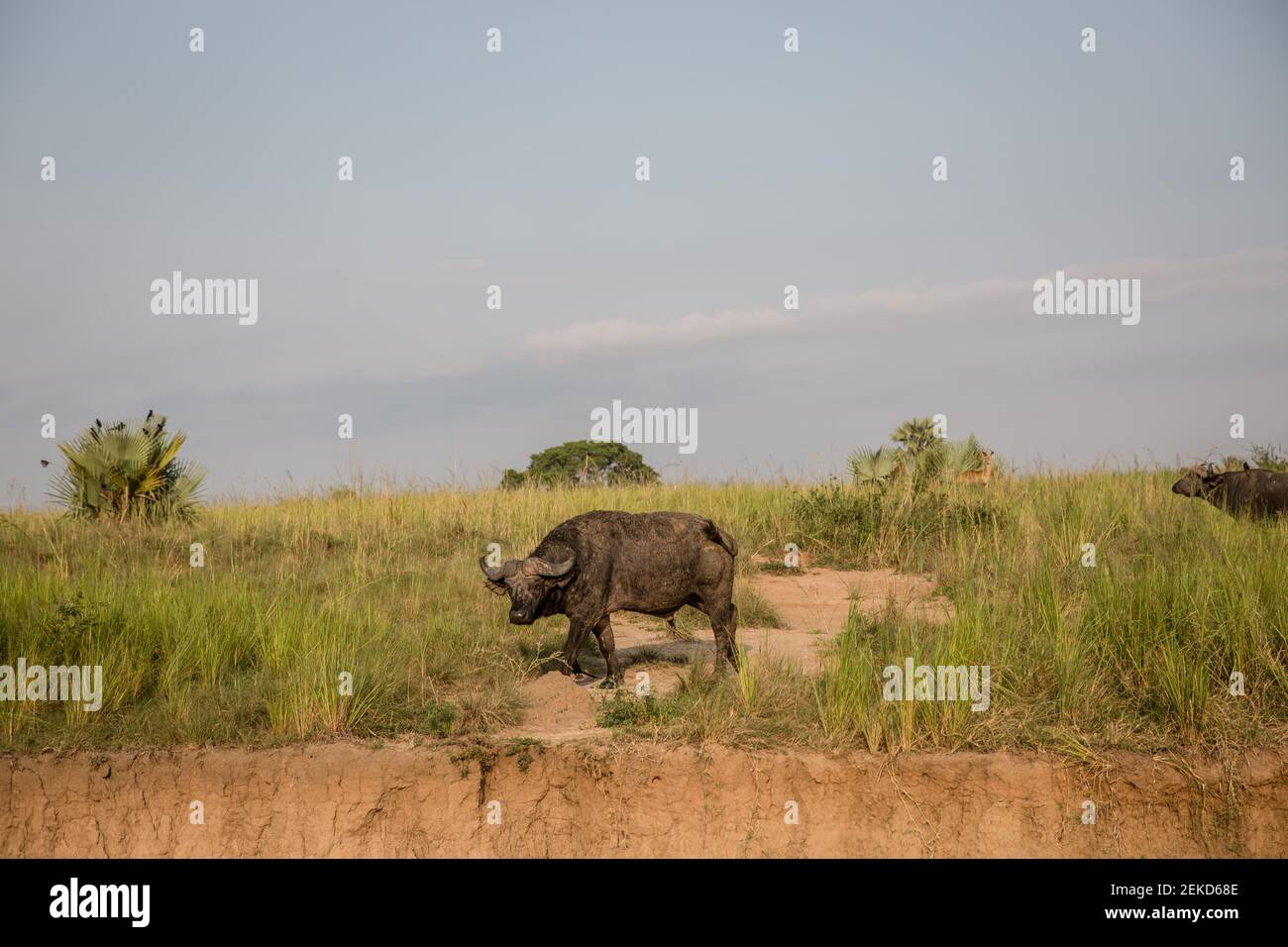 A buffalo is pictured at Murchison Falls, Uganda's biggest national ...