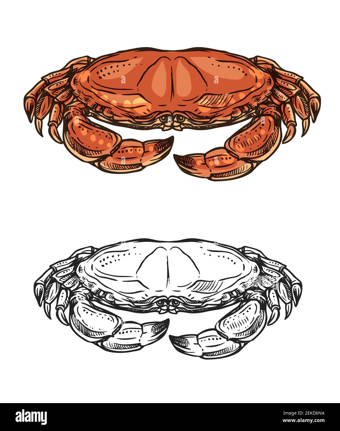 Crab sketch of seafood animal with red claws and shell. Vector sea ...