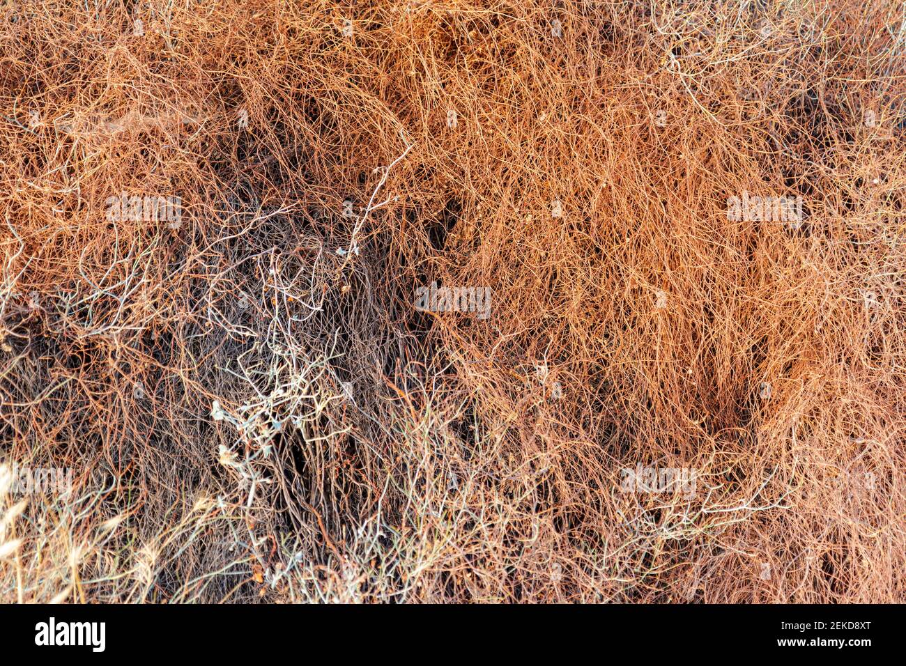 Bad dry vegetation and herbs from the sun in southern Spain Stock Photo ...
