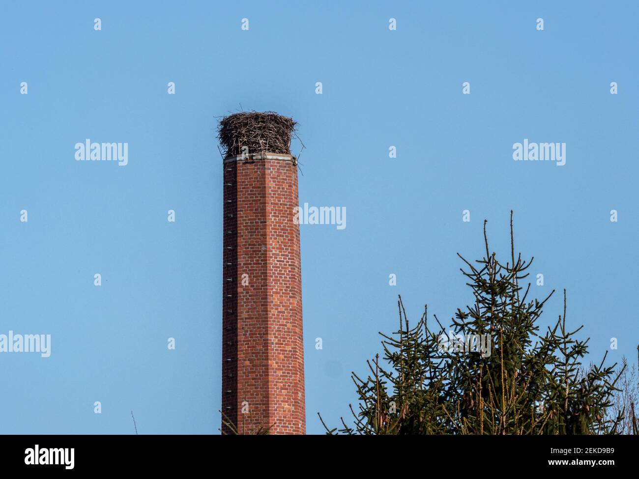 Large empty nest hi-res stock photography and images - Alamy