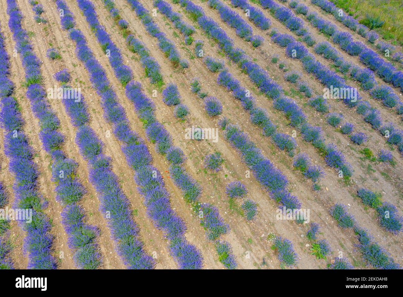 Aerial view of lavender fields in Bulgaria Stock Photo - Alamy