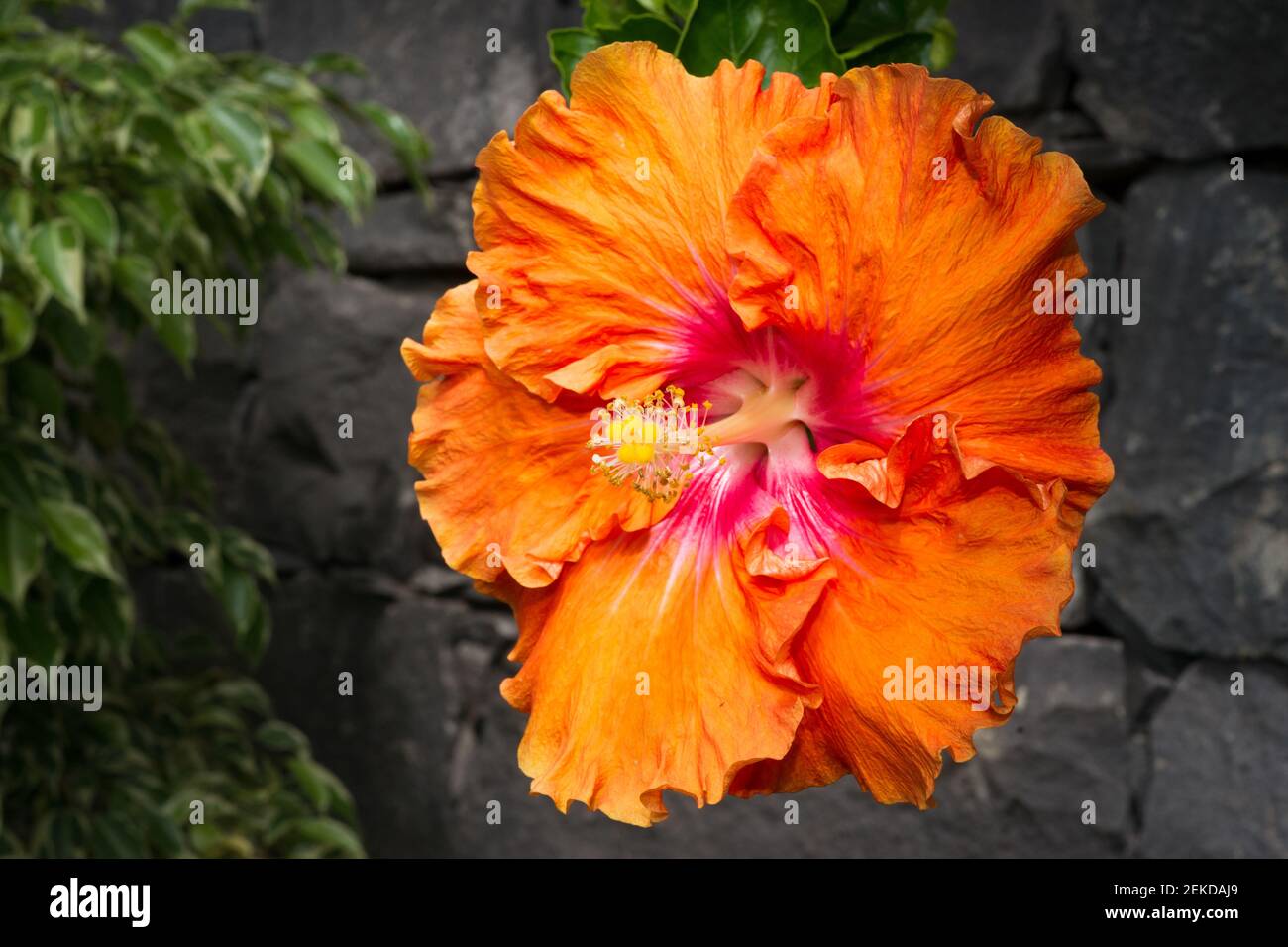 Lava flower hi-res stock photography and images - Alamy