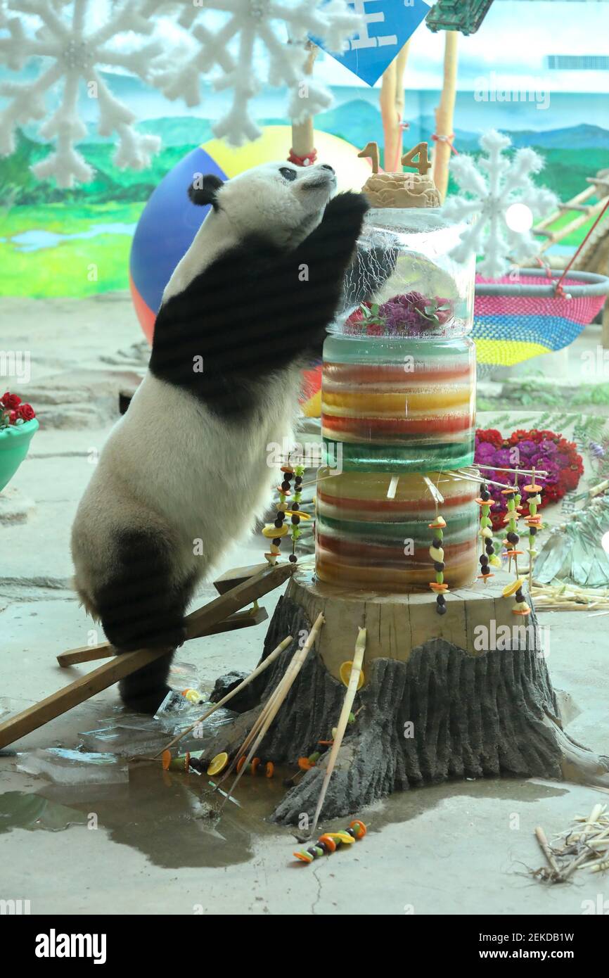 Panda Si Jia is eating fruit cake to promote its 14th birthday in ...