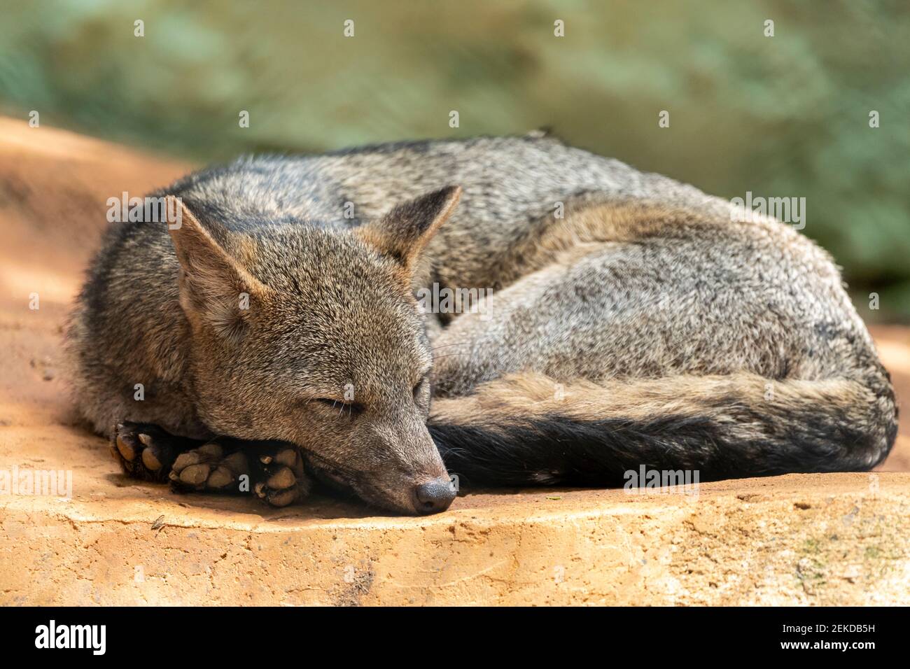 The crab-eating fox (Cerdocyon thous), also known as the forest fox ...