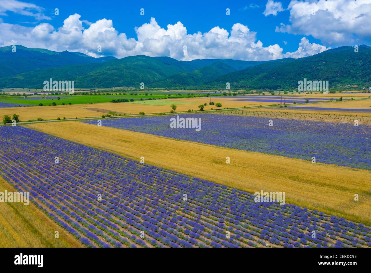 Aerial view of lavender fields in Bulgaria Stock Photo - Alamy