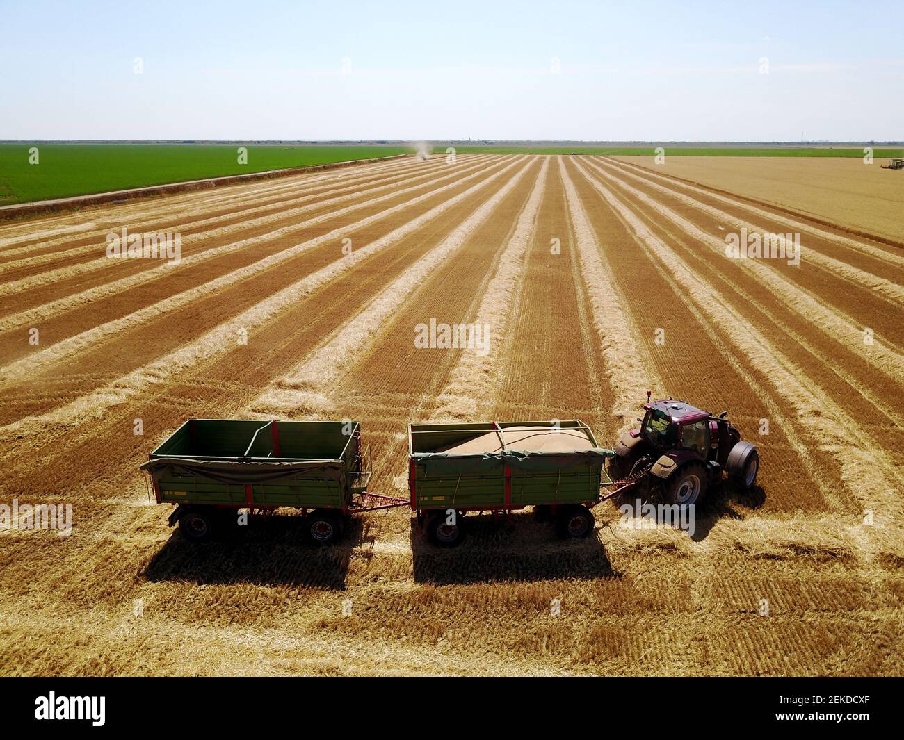 Bird's eyes view from flying drone of the tractor with two trailers ...