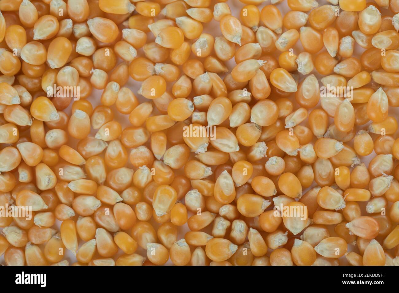 Heap of raw popcorn grains texture background Stock Photo - Alamy