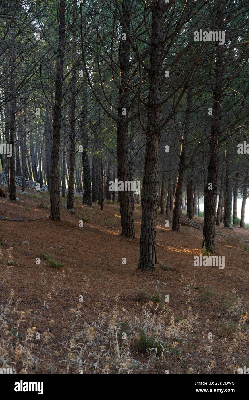 Pine wood forest portugal hi-res stock photography and images - Alamy