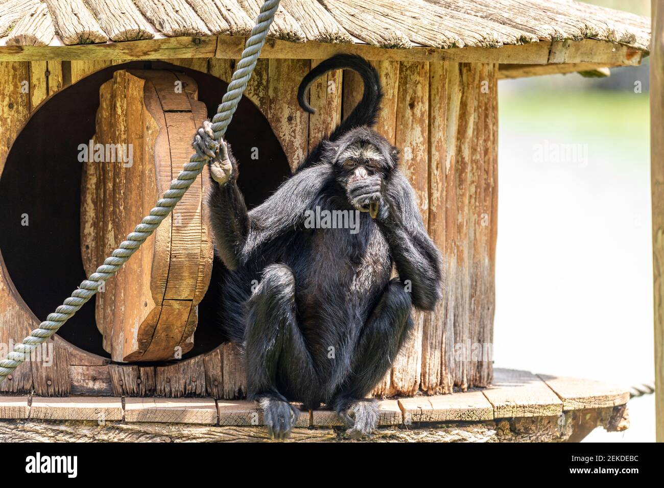 Spider monkeys are New World monkeys belonging to the genus Ateles ...