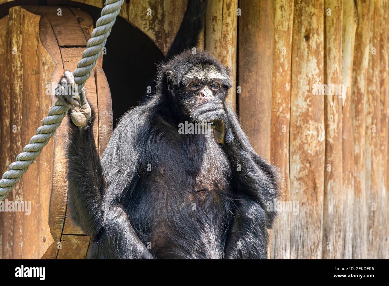 Spider monkeys are New World monkeys belonging to the genus Ateles ...