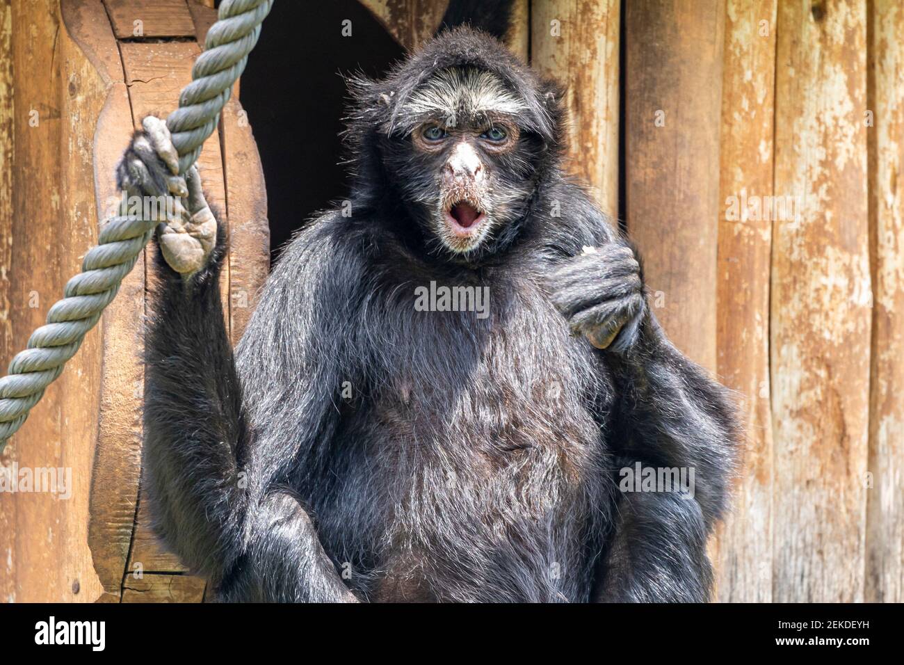 Spider monkeys are New World monkeys belonging to the genus Ateles ...