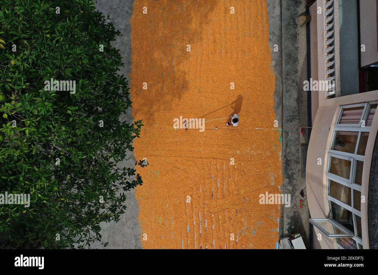 CHONGQING, CHINA - AUGUST 15, 2020 - A villager dries his newly ...