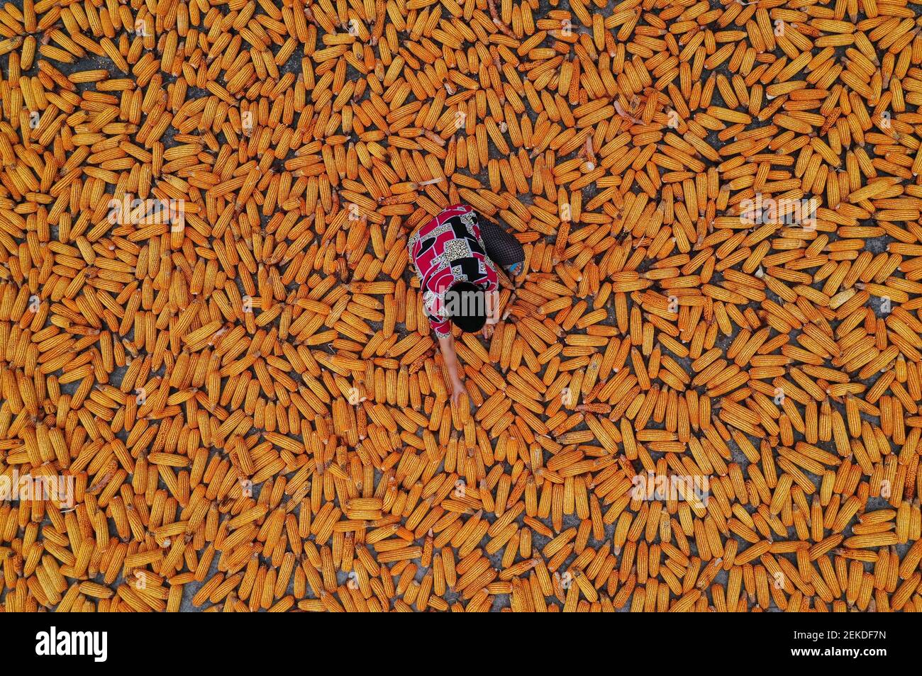 CHONGQING, CHINA - AUGUST 15, 2020 - A villager dries his newly ...