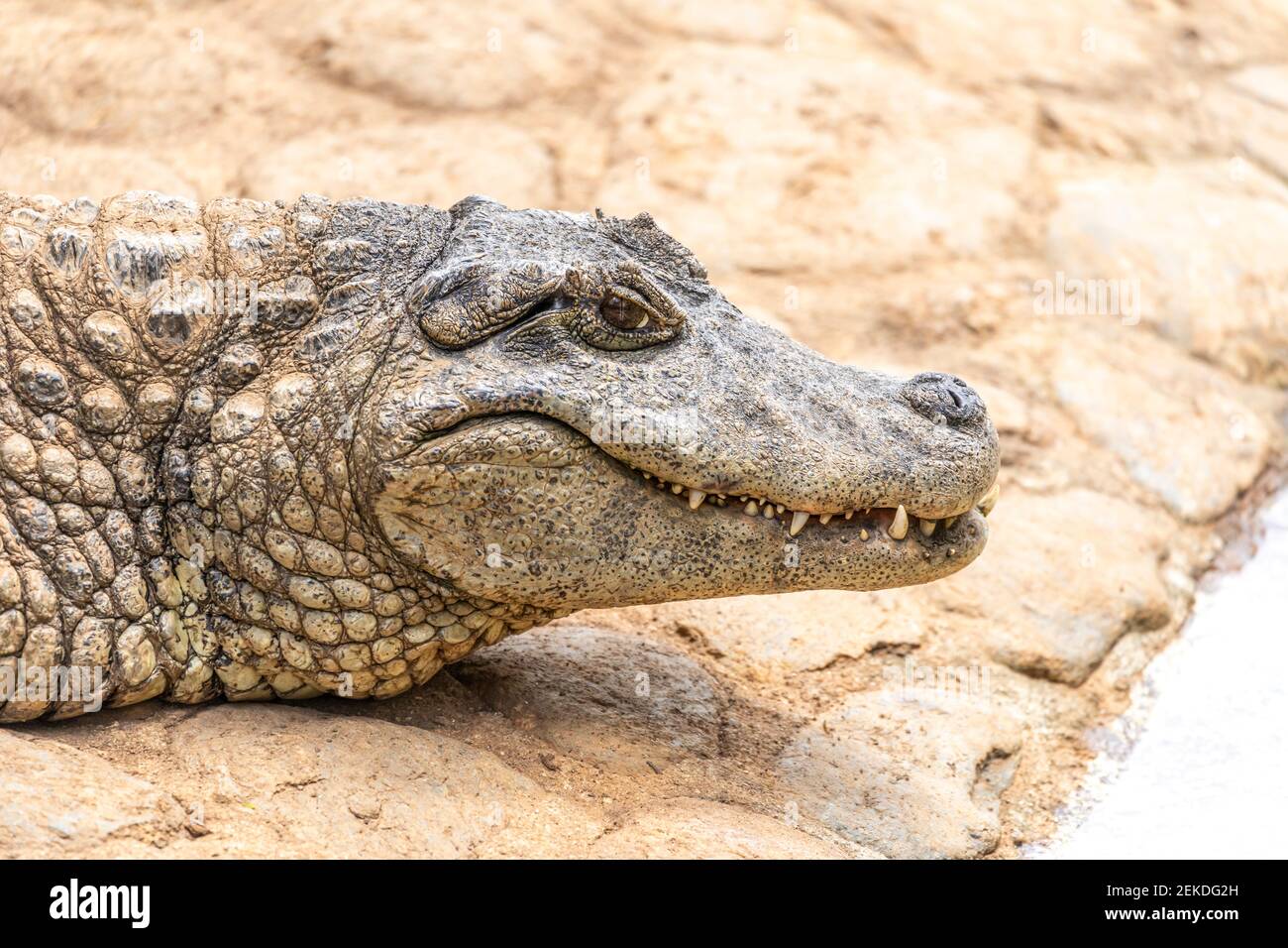 Alligator sunbathing on the grass Stock Photo - Alamy