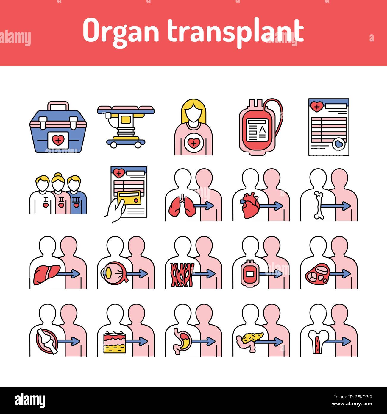 Transplantation program Stock Vector Images - Alamy