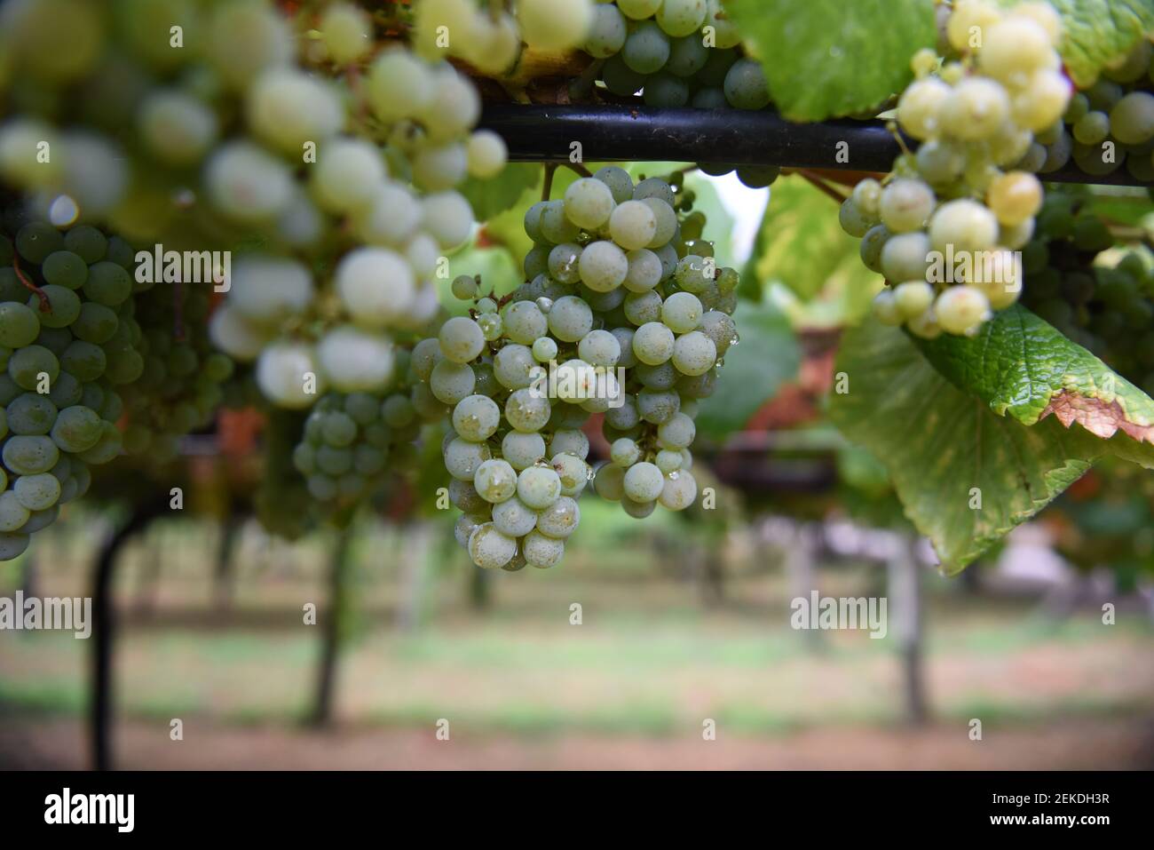 Bunches of grapes seen at the Granbazán winery. Albariño is a variety ...